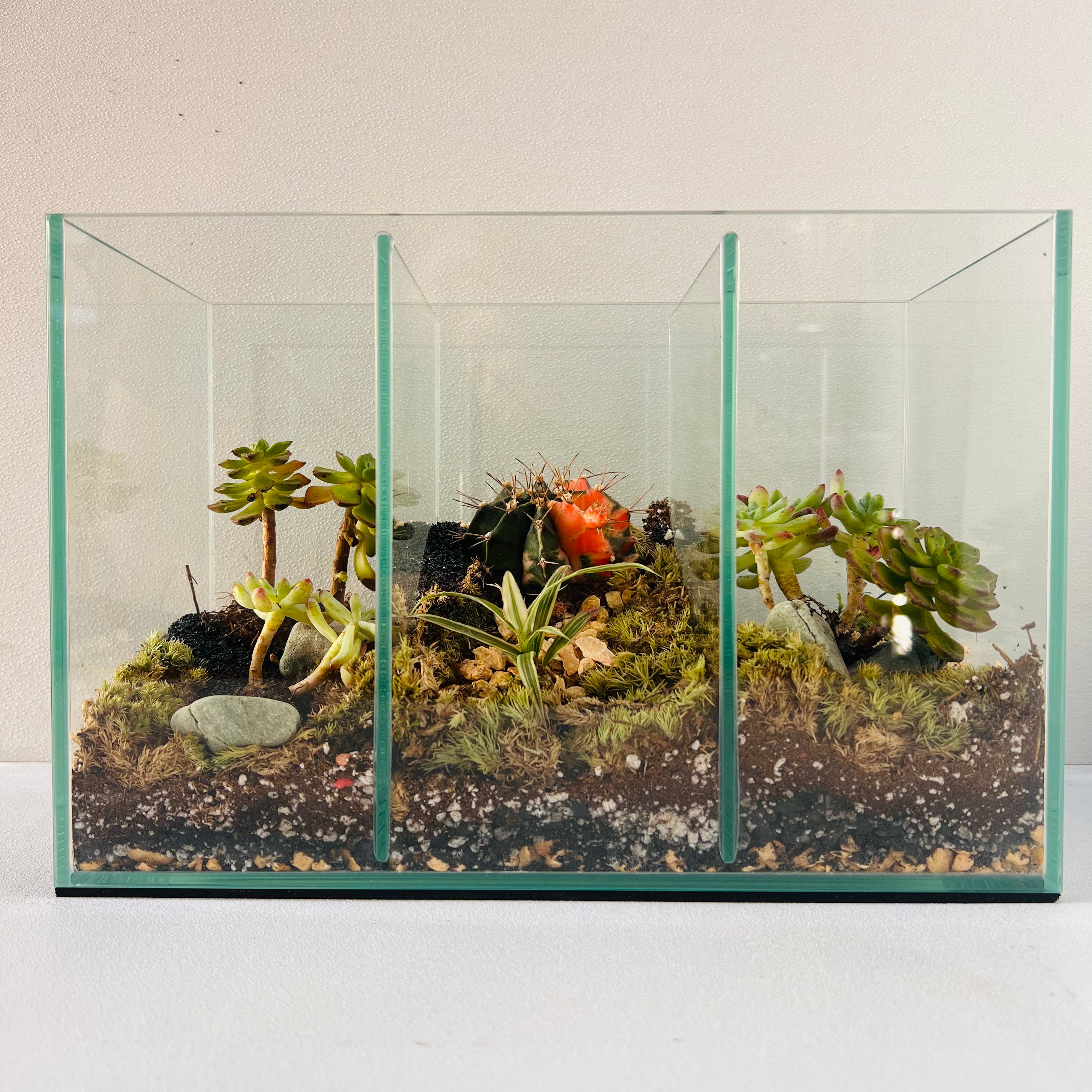 Modern Open Glass Terrarium with Succulents & Cactus – Triple Section ...