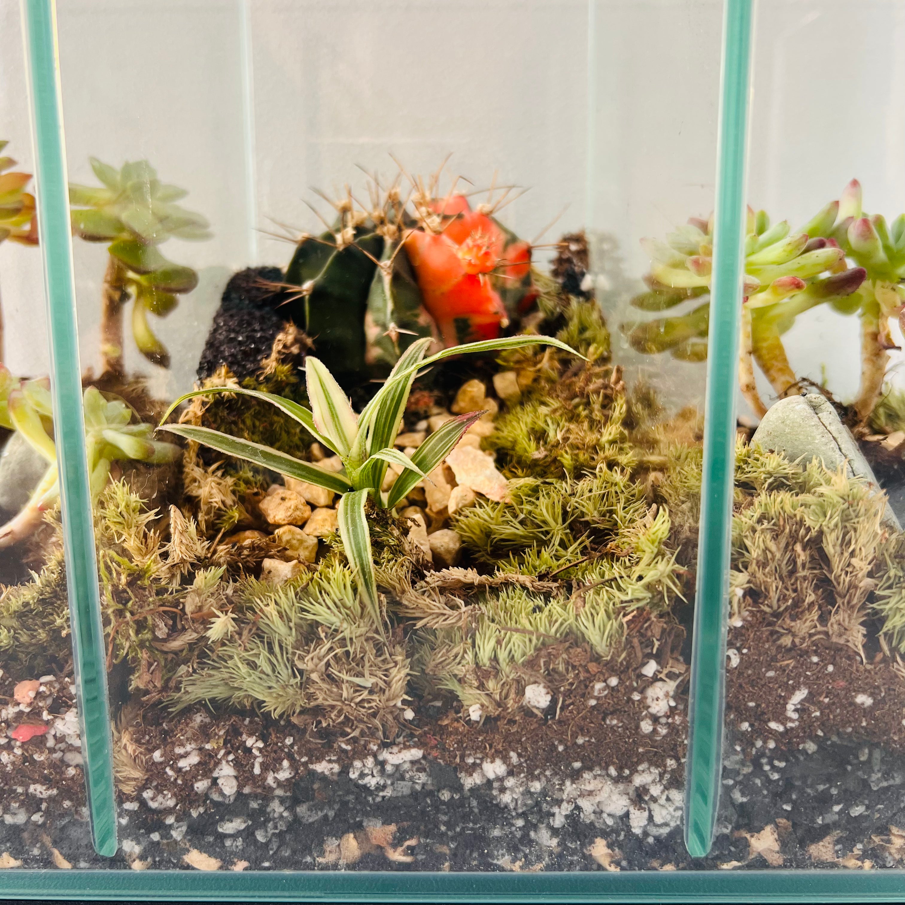 Modern Open Glass Terrarium with Succulents & Cactus – Triple Section ...