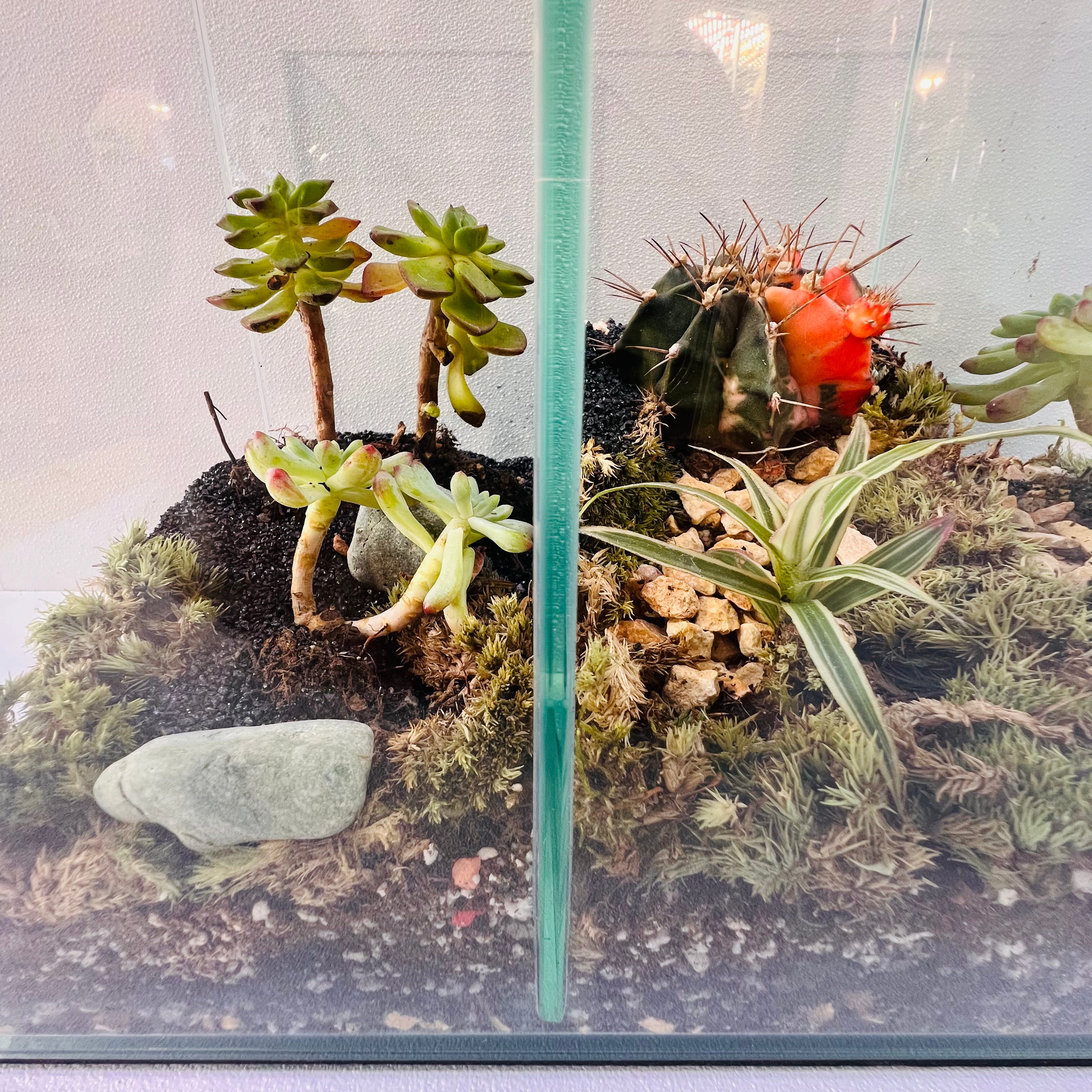 Modern Open Glass Terrarium with Succulents & Cactus – Triple Section ...