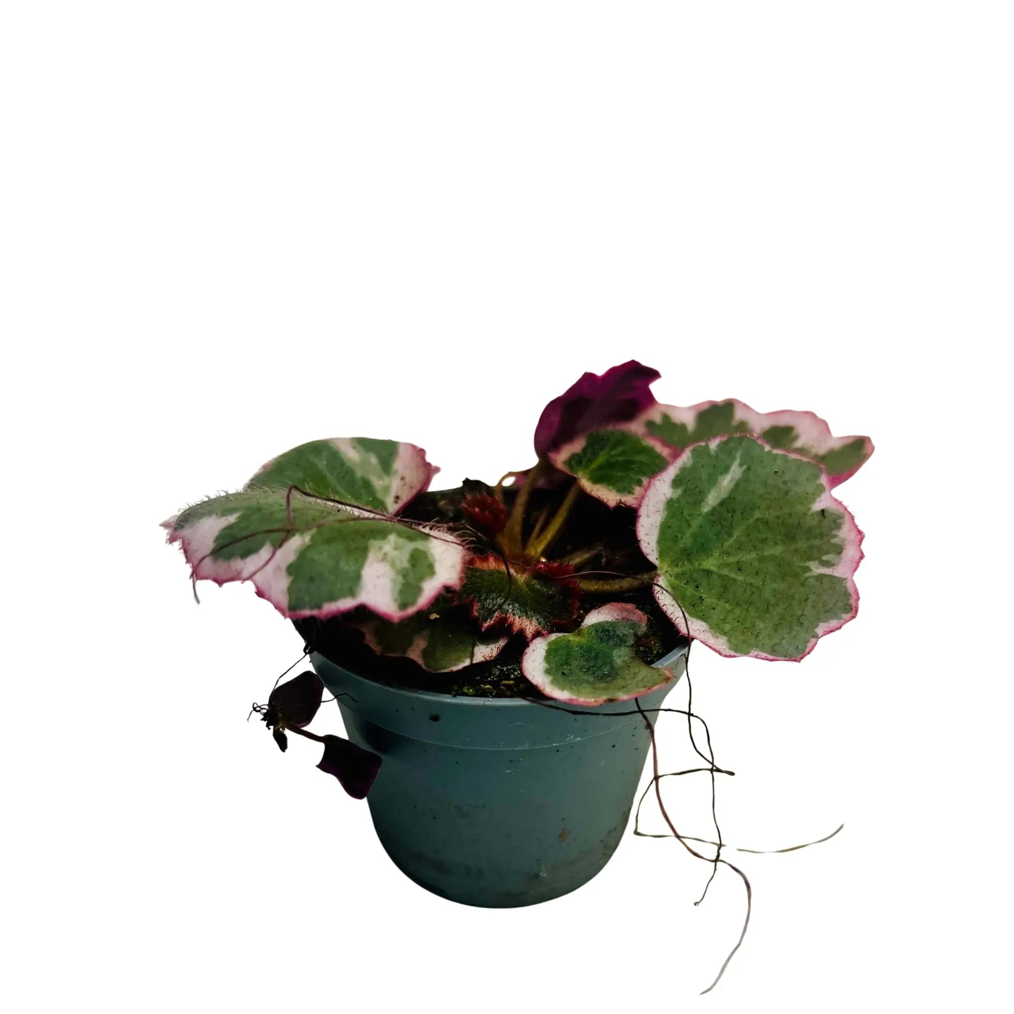 Saxifraga Stolonifera Rare Exotic Mini Indoor Plant – Wooden Art