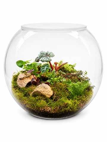 Terrarium Gifts Dubai | Open & Closed Glass Terrariums Online – Wooden Art